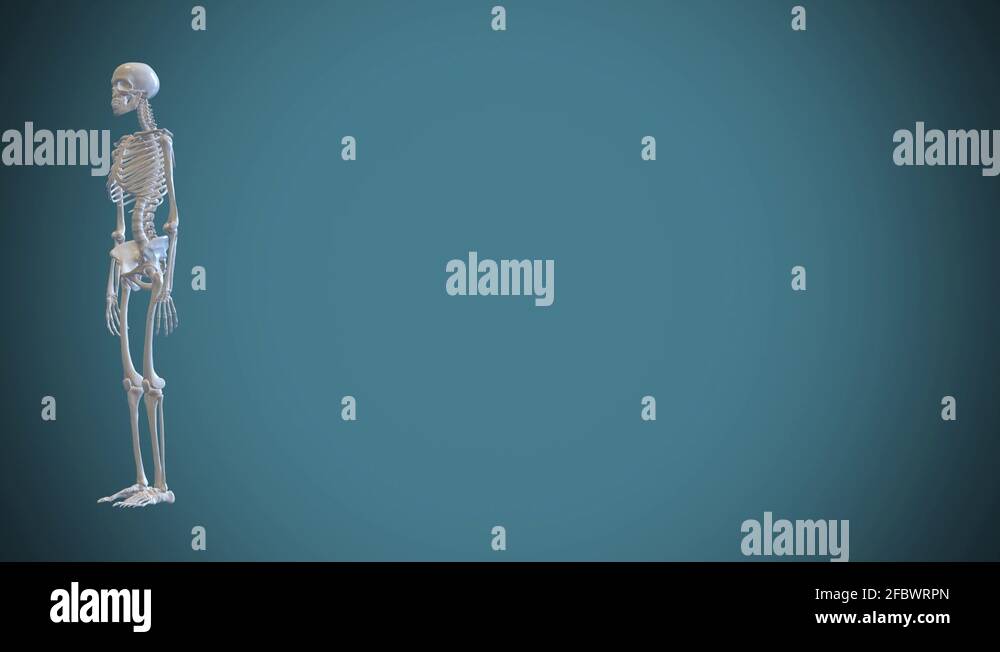 3d skeleton Anatomy of human with loop animation Stock Video Footage ...