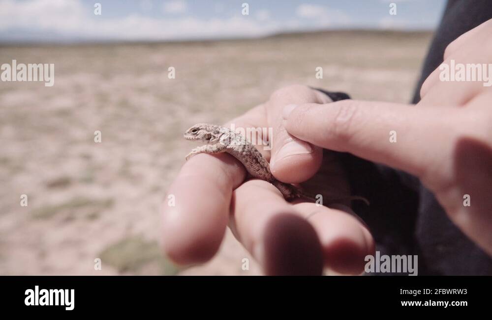 Man lizard Stock Videos & Footage - HD and 4K Video Clips - Alamy