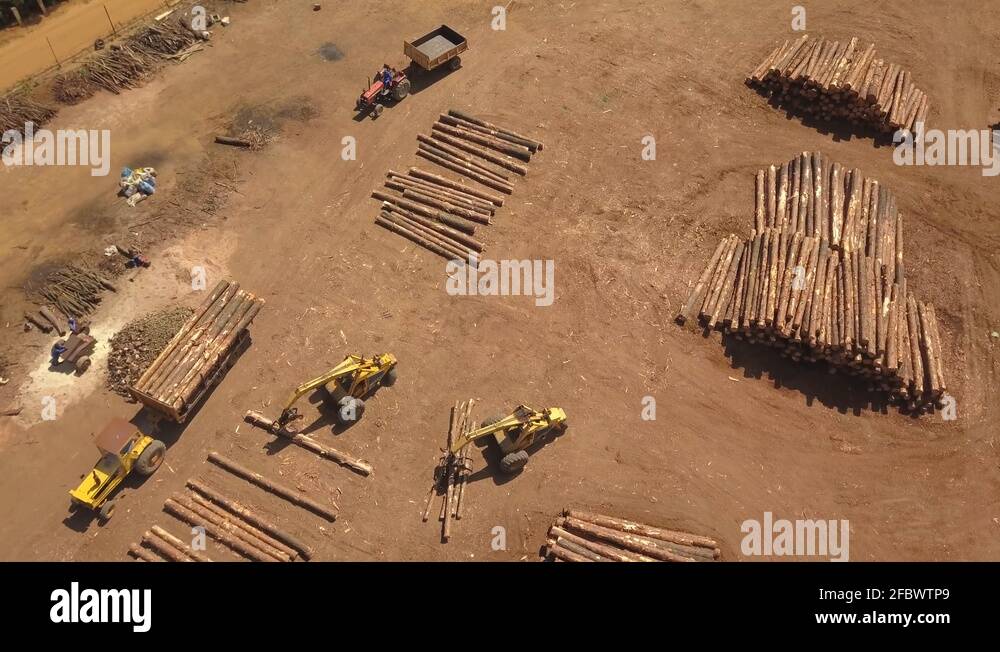 Logger vehicles move wooden logs in timber sawmill yard onto tractor ...