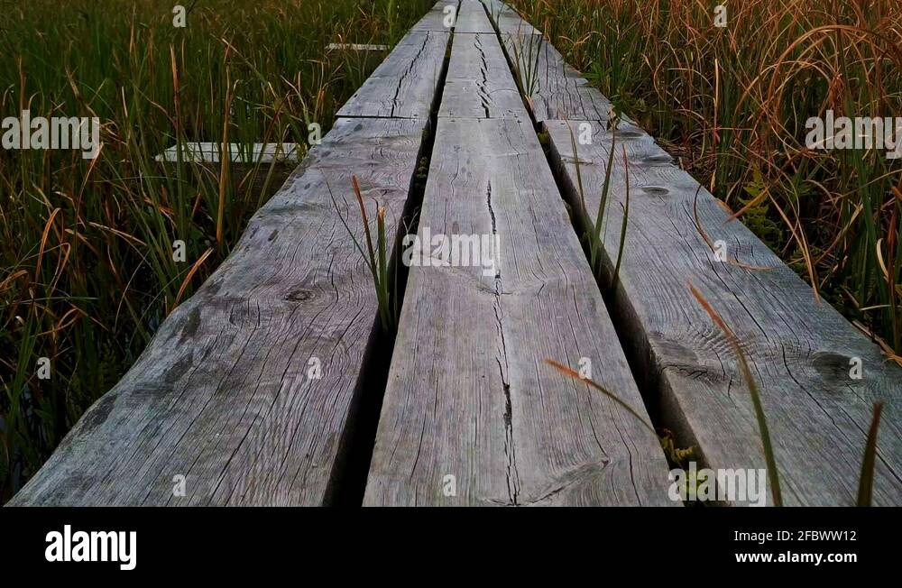 Wooden plank texture of narrow bridge to Kemeri National Park, close up ...