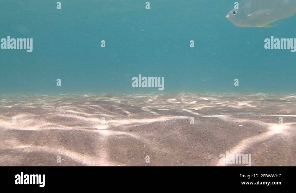 Temperate sea fauna Stock Videos & Footage - HD and 4K Video Clips - Alamy