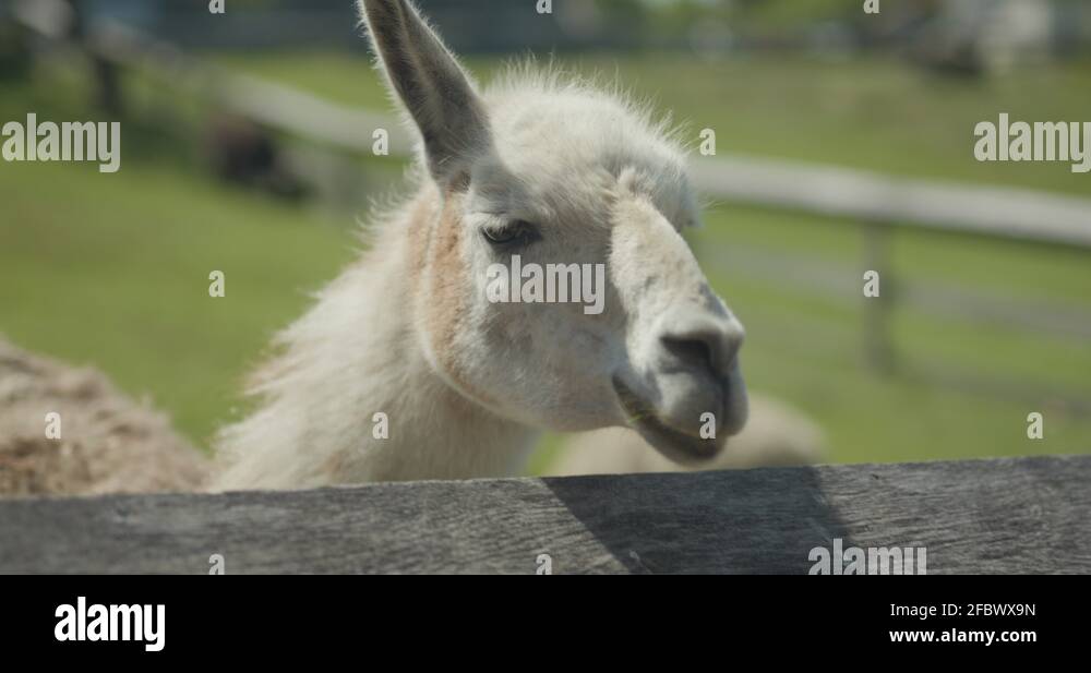 Llama behind fence Stock Videos & Footage - HD and 4K Video Clips - Alamy