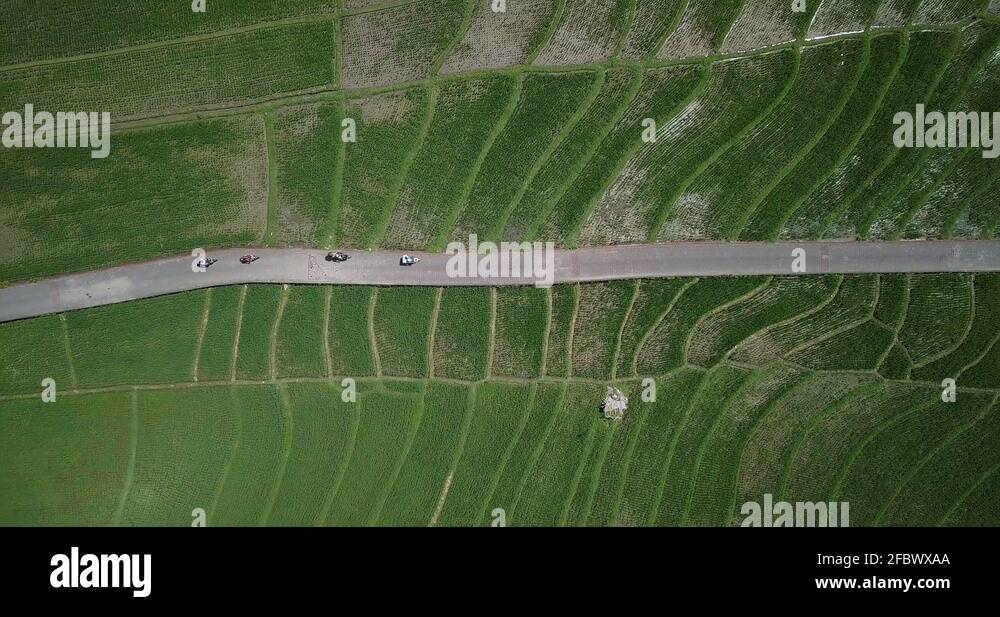 Motorcycles crowd of bikes riding in the rice terrace field. Modern ...