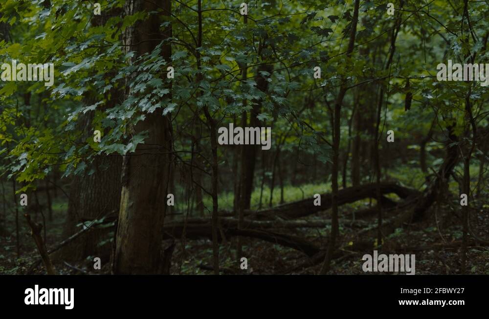 Southern forest Stock Videos & Footage - HD and 4K Video Clips - Alamy