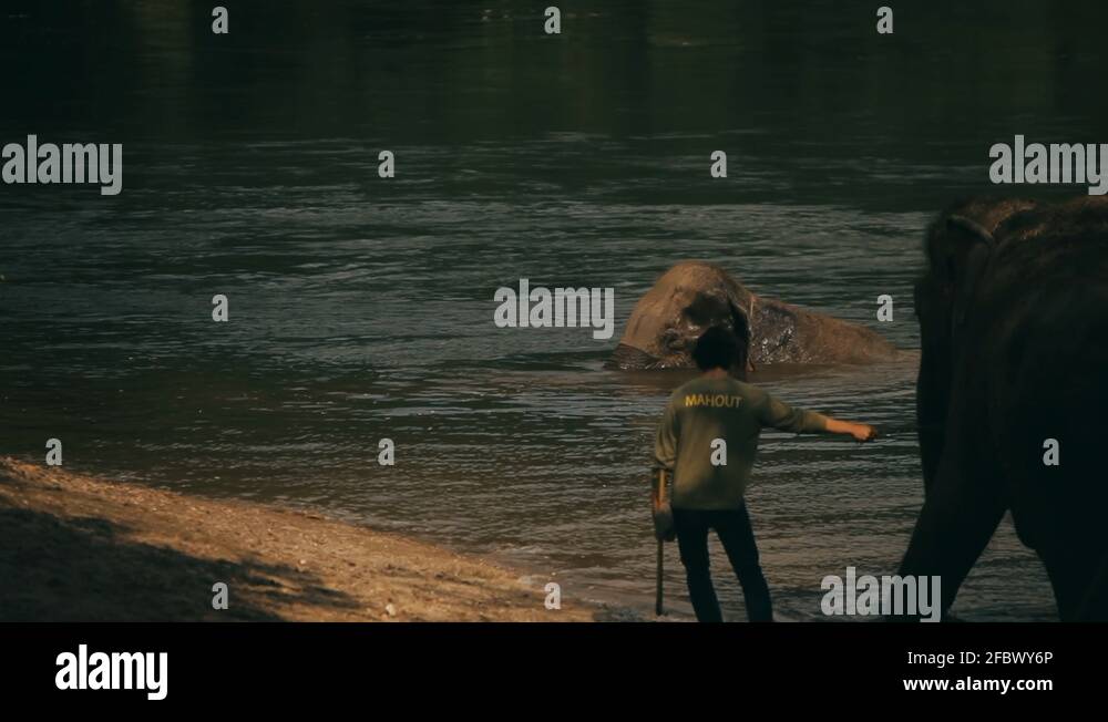 Mahout man Stock Videos & Footage - HD and 4K Video Clips - Alamy