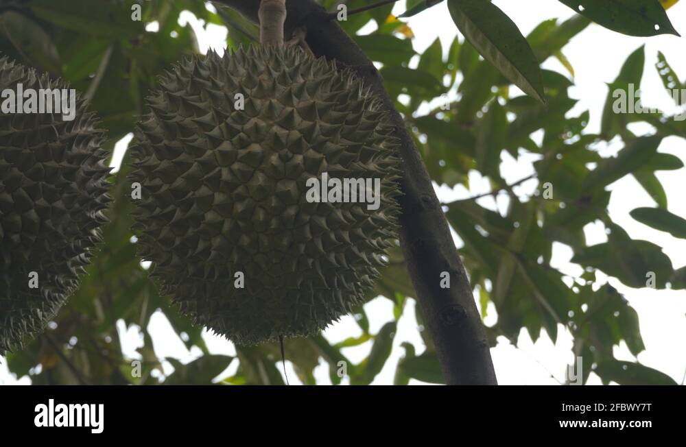 Durian tree, Fresh durian fruit on tree, Durians are the king of fruits ...