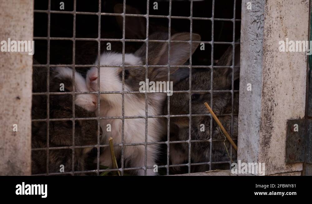 Behind the cage Stock Videos & Footage - HD and 4K Video Clips - Alamy