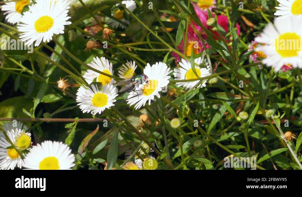 Lucilia sericata white flower Stock Videos & Footage - HD and 4K Video ...