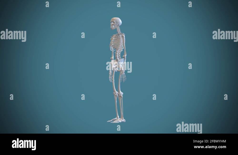 3d skeleton Anatomy of human with loop animation Stock Video Footage ...