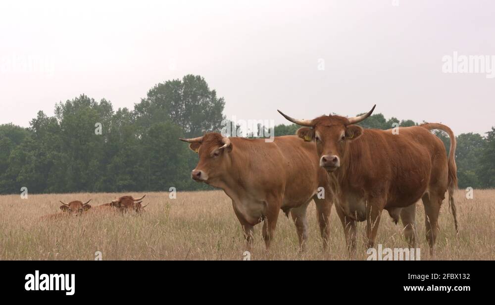 Domestic cattle frame Stock Videos & Footage - HD and 4K Video Clips ...