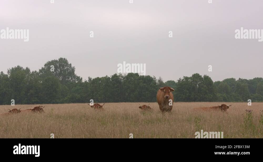 Dutch nature reserve Stock Videos & Footage - HD and 4K Video Clips - Alamy