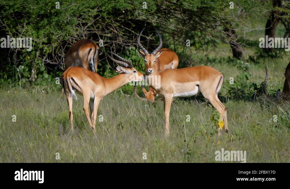 African antelope rut Stock Videos & Footage - HD and 4K Video Clips - Alamy