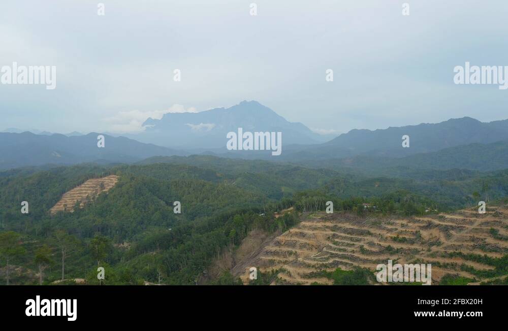 Sabah kinabalu jungle Stock Videos & Footage - HD and 4K Video Clips ...