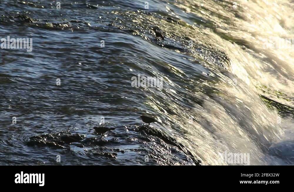 Waterfall birds Stock Videos & Footage - HD and 4K Video Clips - Alamy