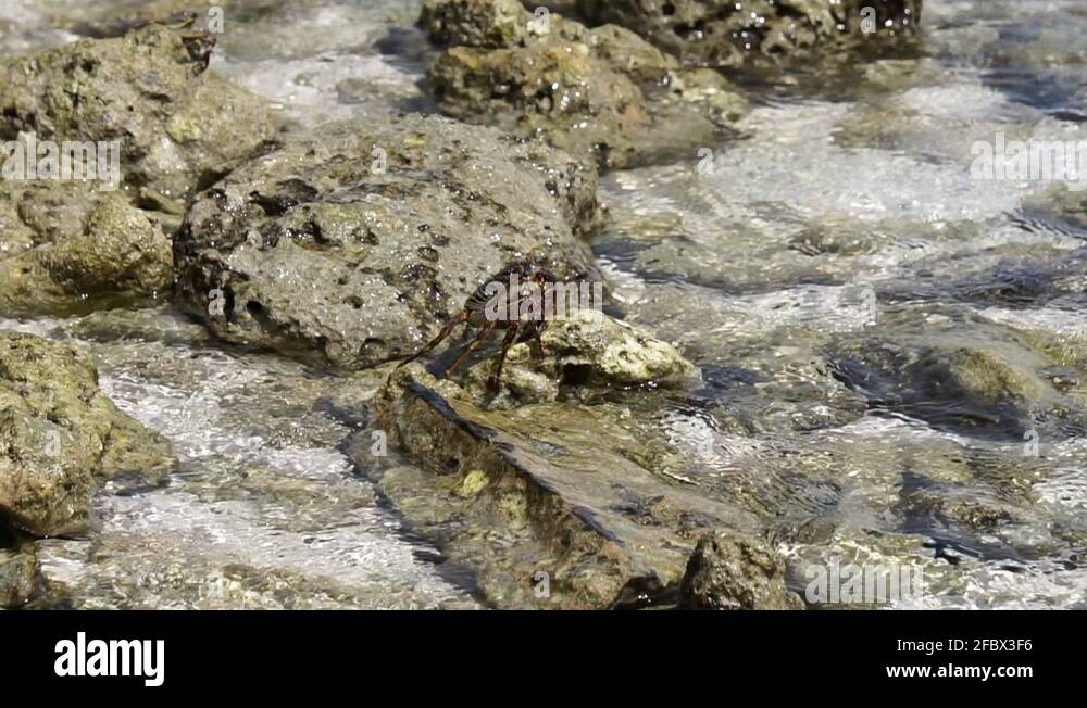 Indian ocean wildlife Stock Videos & Footage - HD and 4K Video Clips ...