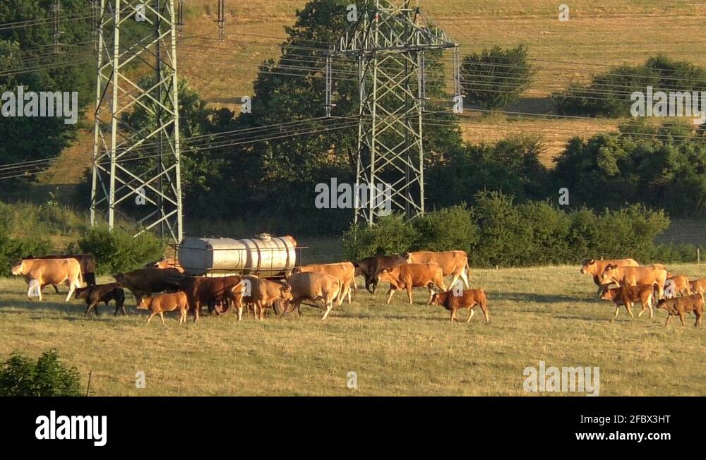 Running cattle Stock Videos & Footage - HD and 4K Video Clips - Alamy
