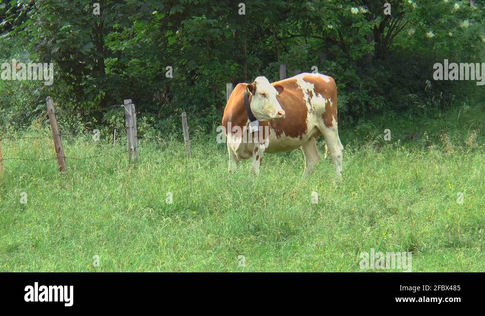 Alpine cow shakes the flies off his body with his head, ears and tail ...
