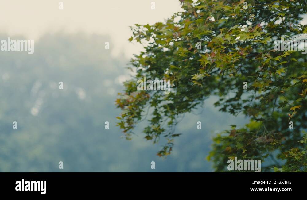 Tree in morning sun Stock Videos & Footage - HD and 4K Video Clips - Alamy