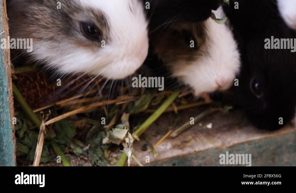 Rabbits eat grass Stock Videos & Footage - HD and 4K Video Clips - Alamy