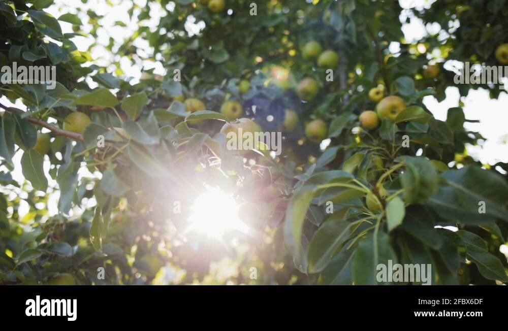 Pear tree top view Stock Videos & Footage - HD and 4K Video Clips - Alamy