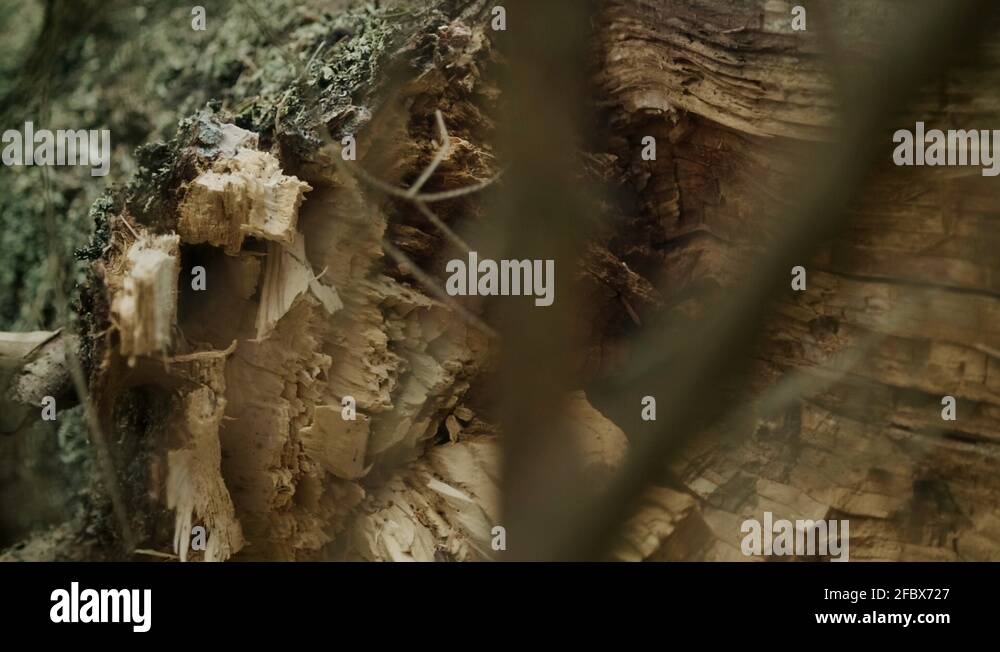 Rupture wood Stock Videos & Footage - HD and 4K Video Clips - Alamy