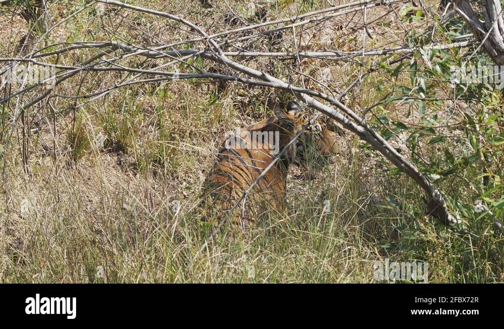 rear view of a bengal tiger in a forest at tadoba in india- 4K 60p ...