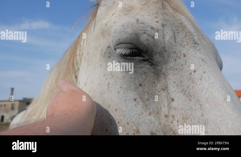 Horse perspective Stock Videos & Footage - HD and 4K Video Clips - Alamy