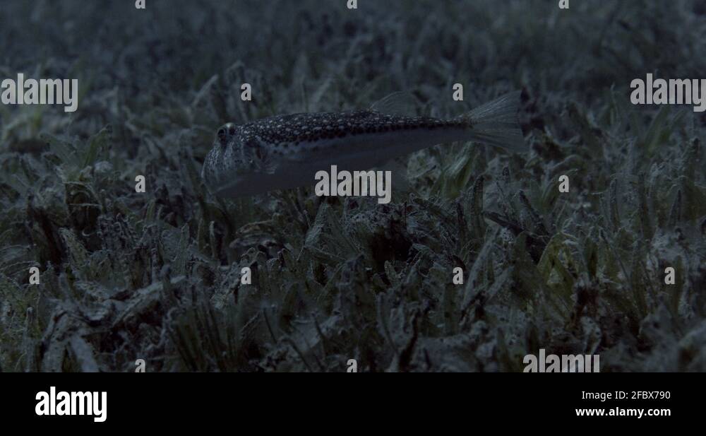 Red sea puffer (Torquigener flavimaculosus) on the sand and grass in ...