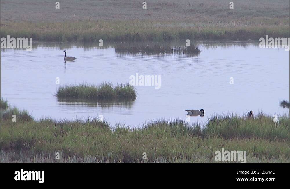 Marsh geese Stock Videos & Footage - HD and 4K Video Clips - Alamy