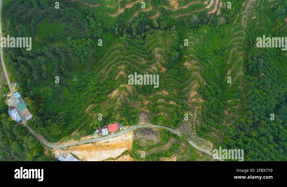 Oil palm plantations Stock Videos & Footage - HD and 4K Video Clips - Alamy