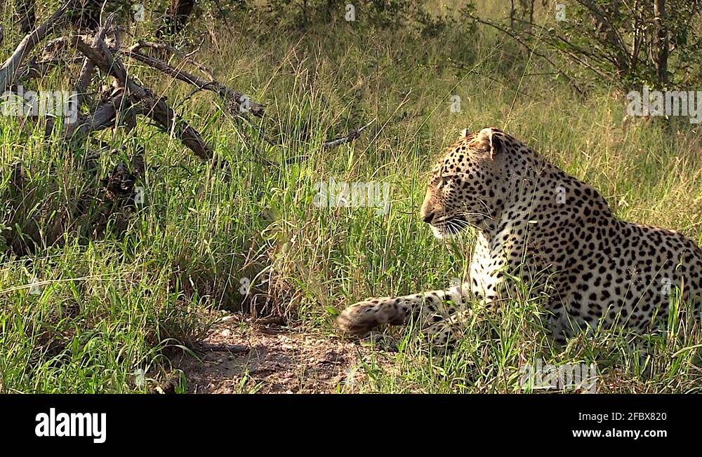 Leopard side profile Stock Videos & Footage - HD and 4K Video Clips - Alamy