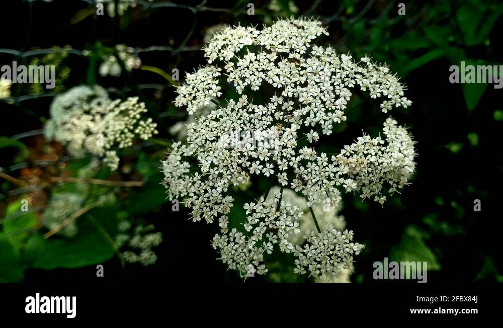 Static view of a full size goutweed flower twitching slightly in an ...