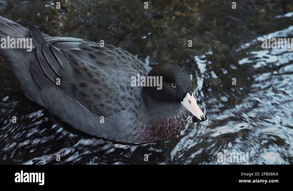 Overhead view of duck Stock Videos & Footage - HD and 4K Video Clips ...