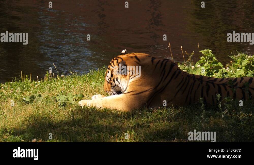Tiger leg Stock Videos & Footage - HD and 4K Video Clips - Alamy