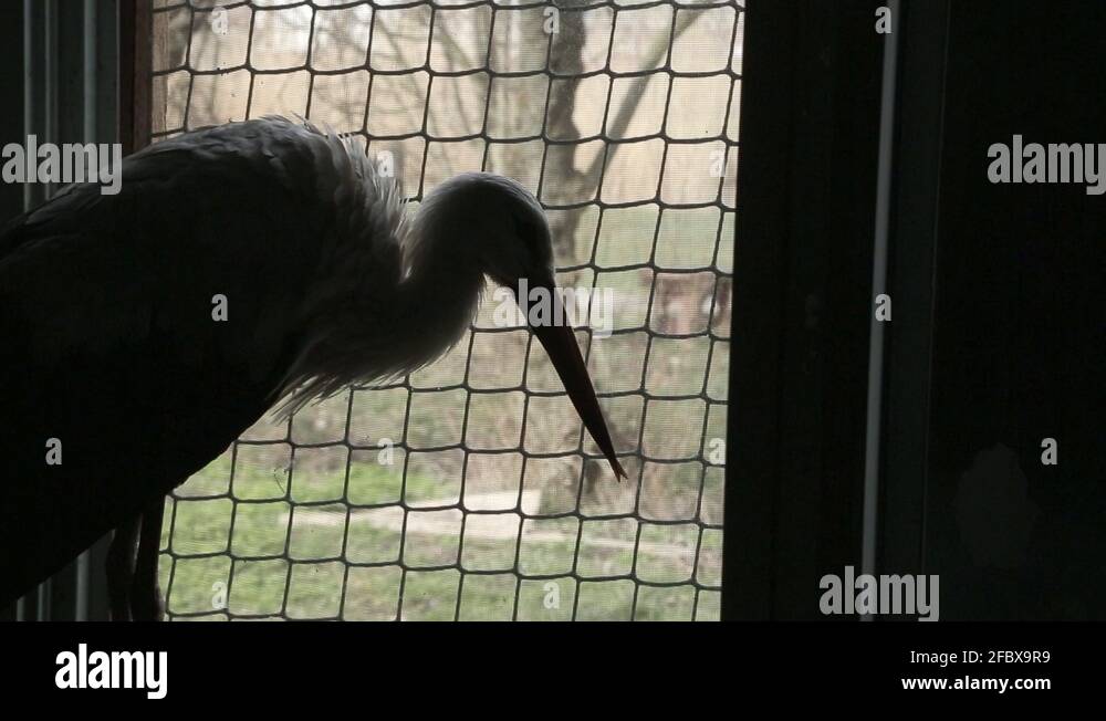 Poor bird Stock Videos & Footage - HD and 4K Video Clips - Alamy