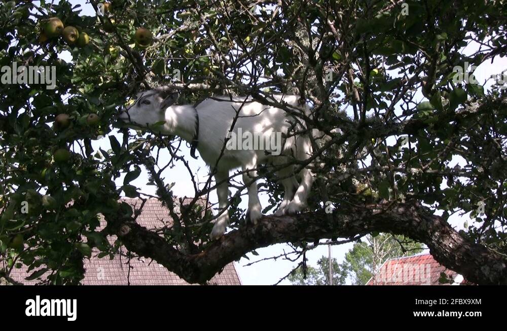Goat in apple tree Stock Video Footage - Alamy