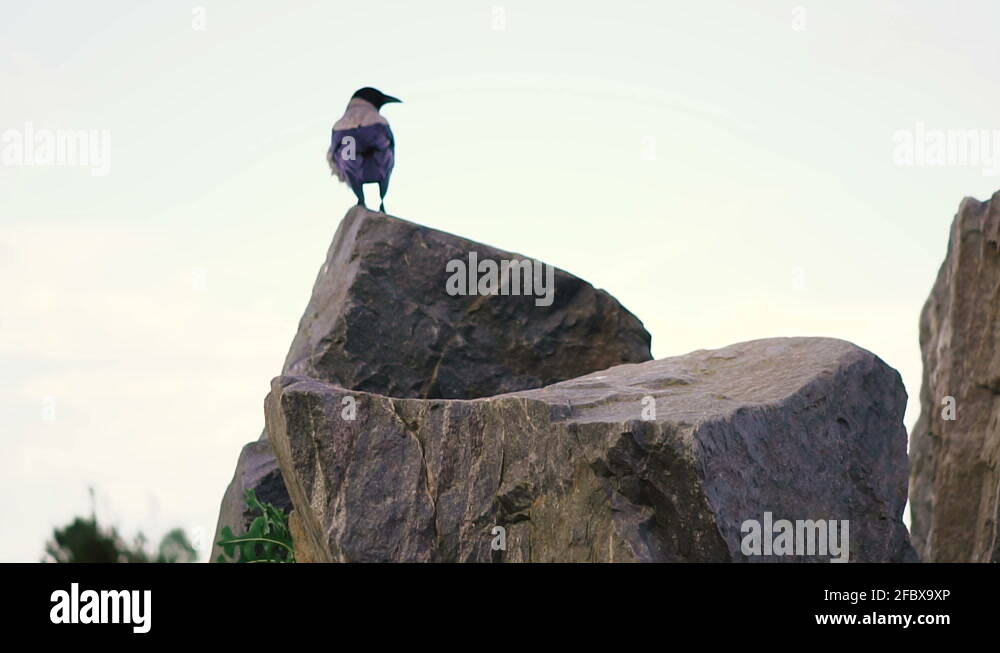 The crow stone Stock Videos & Footage - HD and 4K Video Clips - Alamy