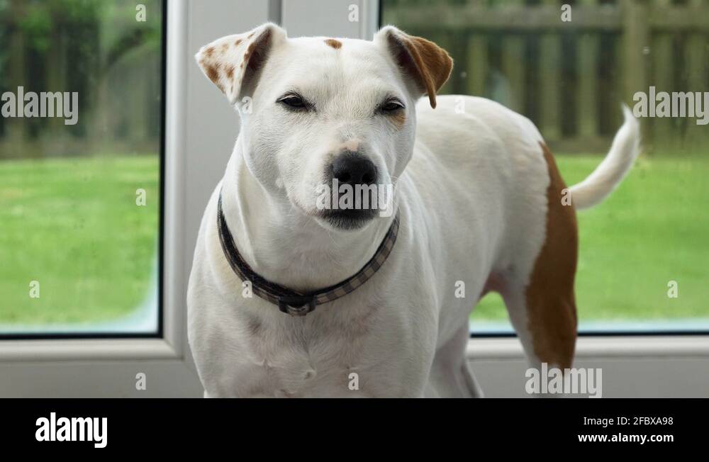 Jack russell cross Stock Videos & Footage - HD and 4K Video Clips - Alamy