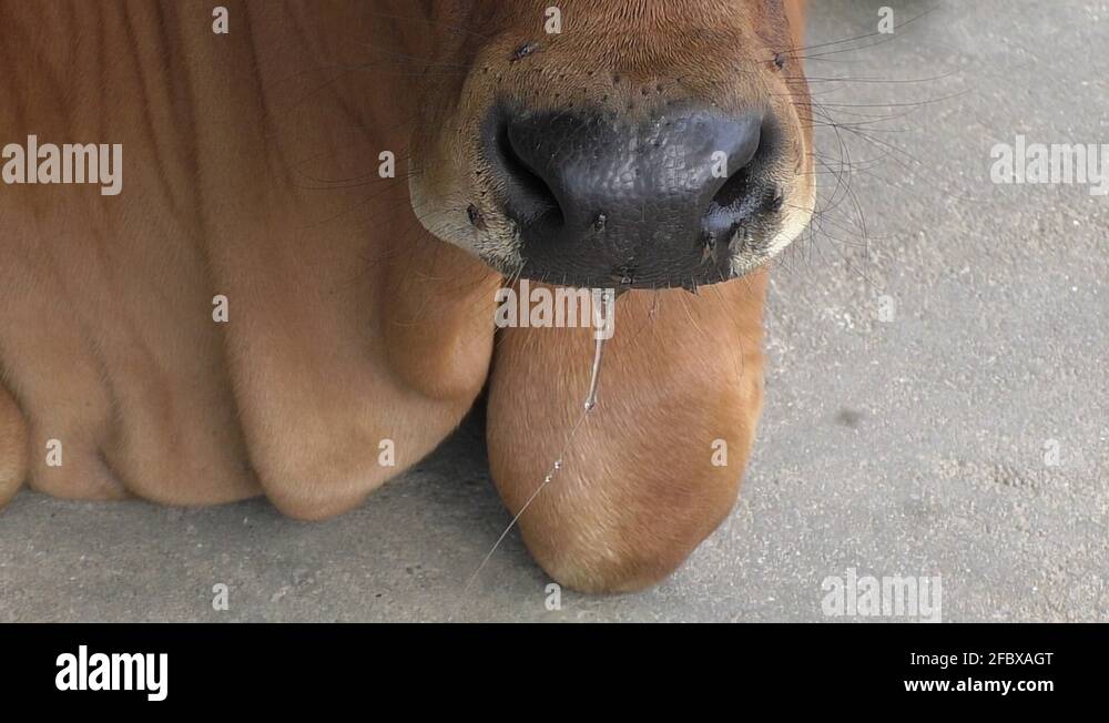 Nose flies Stock Videos & Footage - HD and 4K Video Clips - Alamy