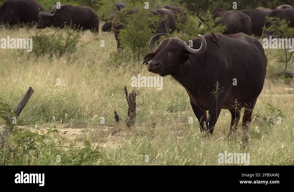 Buffalo predator Stock Videos & Footage - HD and 4K Video Clips - Alamy