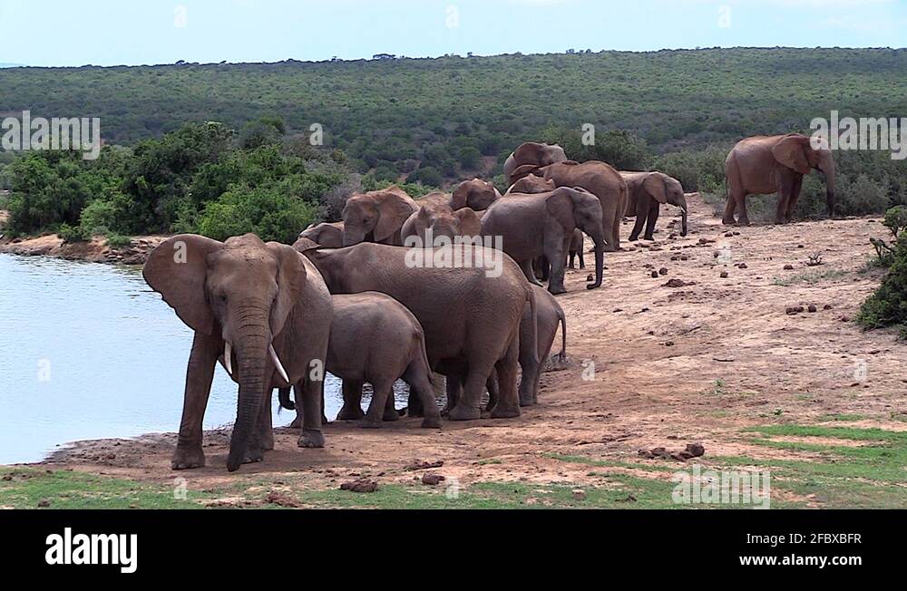 Poaching of elephants Stock Videos & Footage - HD and 4K Video Clips ...