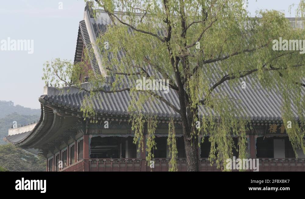 South korean tree Stock Videos & Footage - HD and 4K Video Clips - Alamy