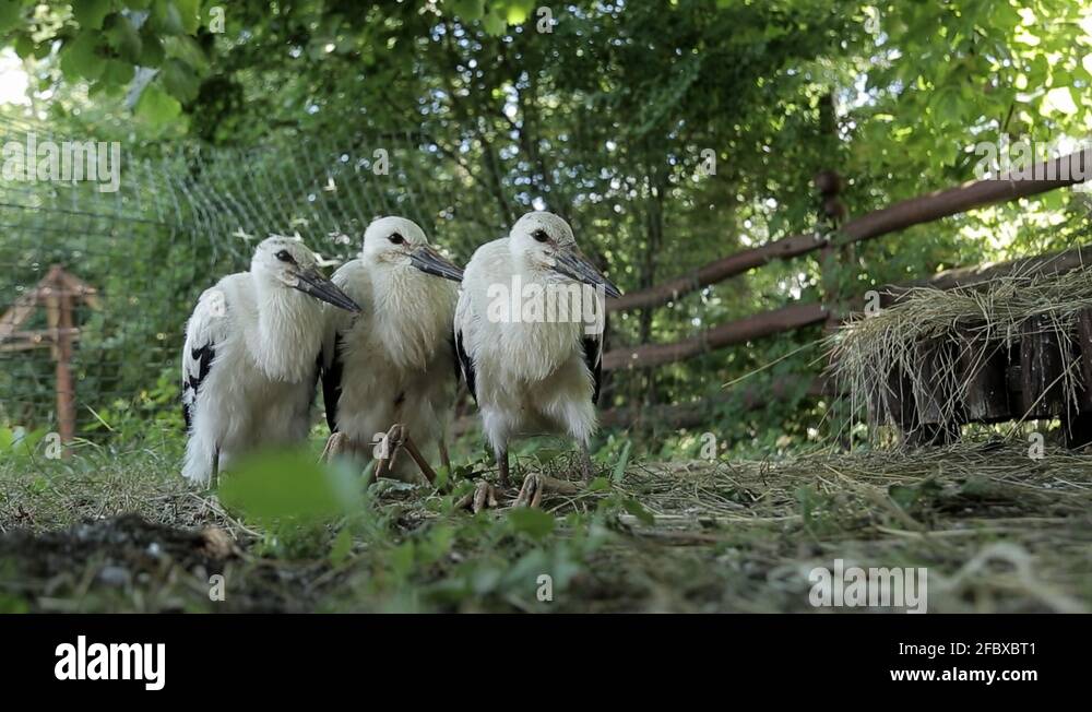 Bird hospital Stock Videos & Footage - HD and 4K Video Clips - Alamy