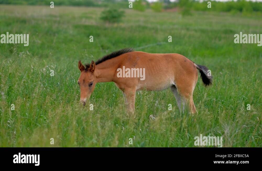 Colt stallion Stock Videos & Footage - HD and 4K Video Clips - Alamy