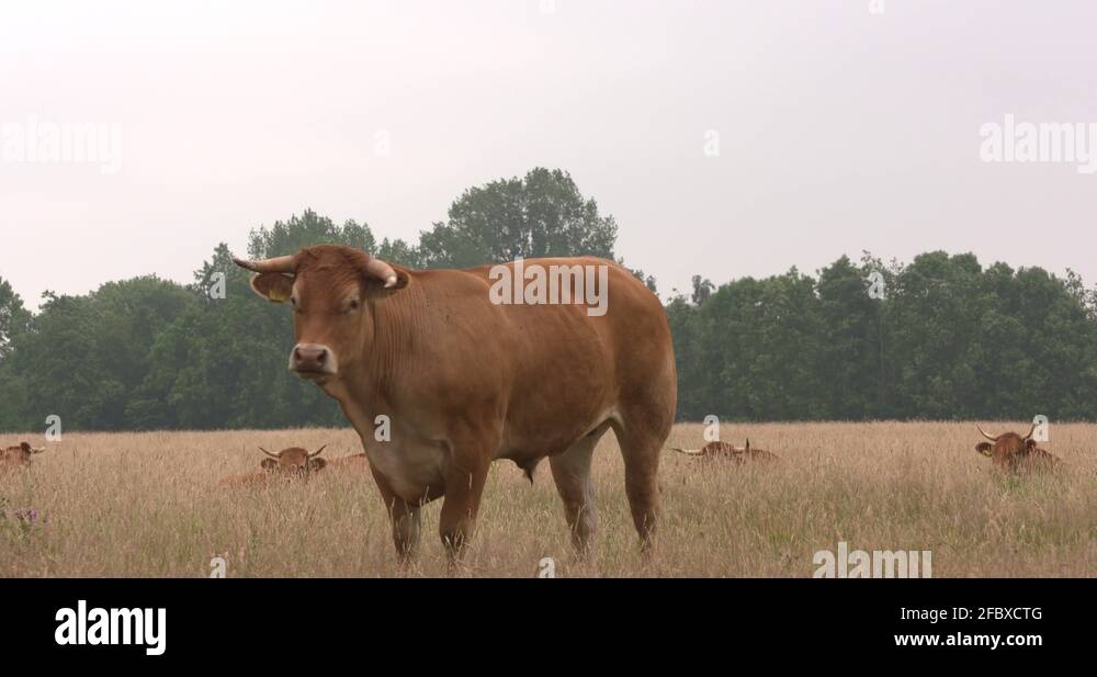 Limousin bull Stock Videos & Footage - HD and 4K Video Clips - Alamy