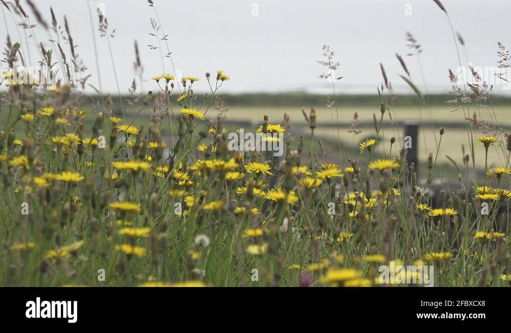 Roadside verge wildflowers Stock Videos & Footage - HD and 4K Video ...