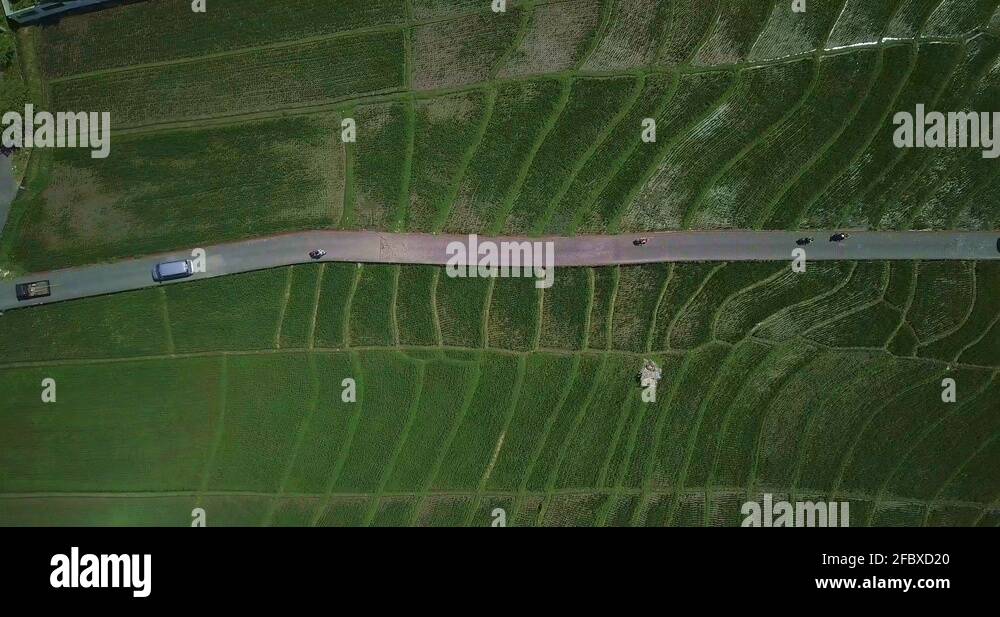Motorcycles crowd of bikes riding in the rice terrace field. Modern ...