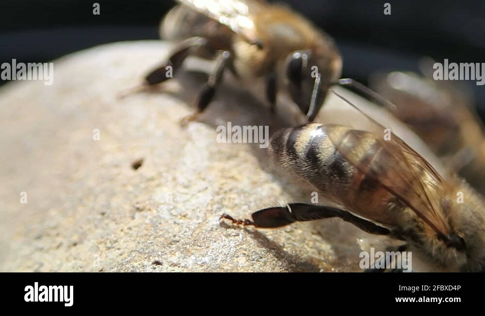 Hive stone Stock Videos & Footage - HD and 4K Video Clips - Alamy