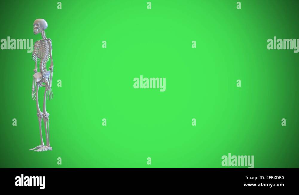 3d skeleton Anatomy of human with loop animation Stock Video Footage ...