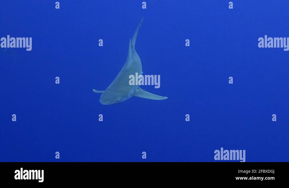 Deep blue hawaii shark Stock Videos & Footage - HD and 4K Video Clips ...